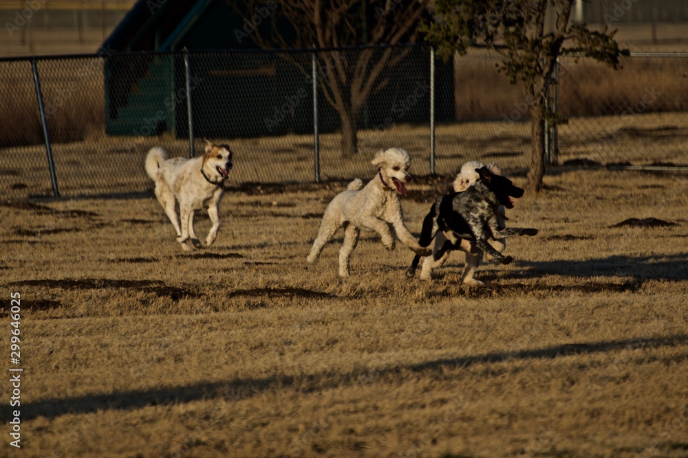 Do You Have To Be Licensed To Breed Dogs In Texas