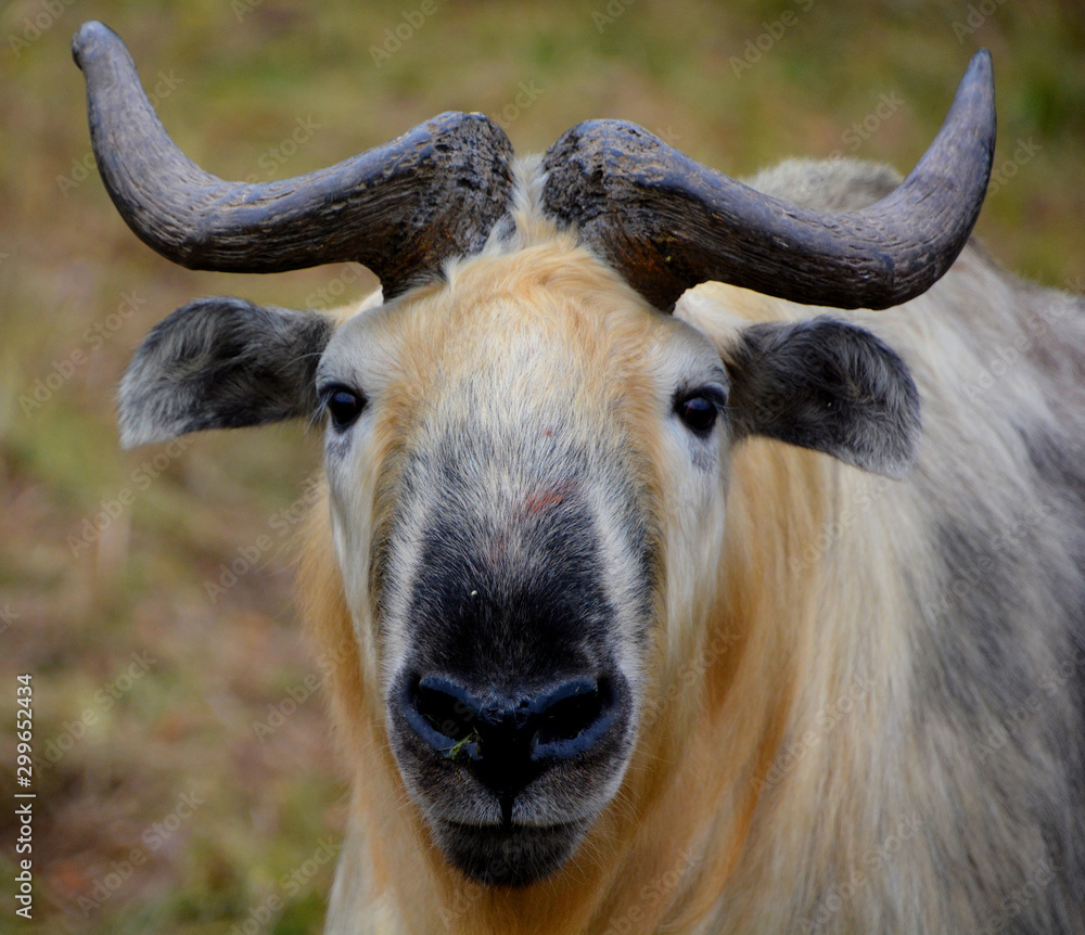 Sichuan takin or Tibetan takin is a subspecies of takin (goat-antelope ...