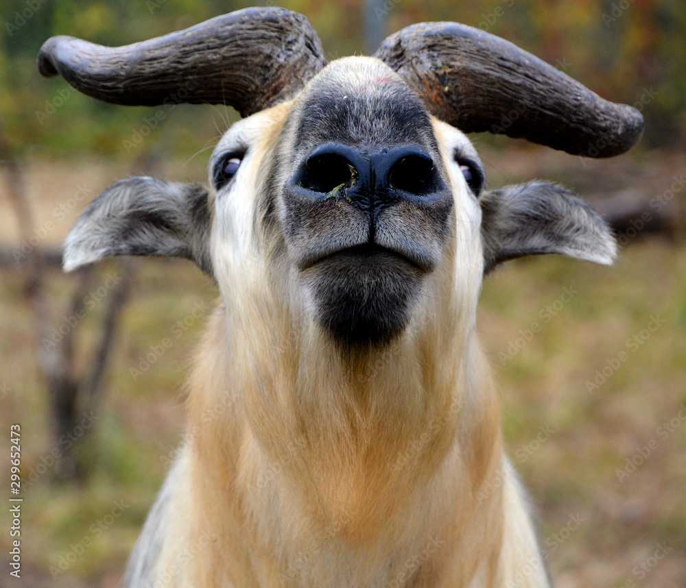Sichuan takin or Tibetan takin is a subspecies of takin (goat-antelope ...