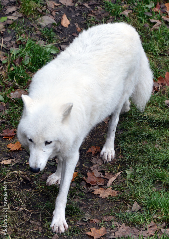 Arctic Wolf or Polar White Wolf, is a subspecies of the Gray Wolf, a ...