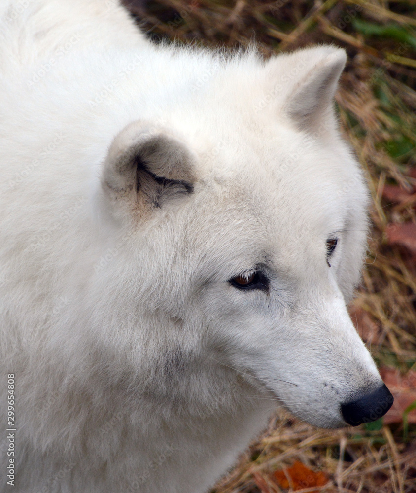 Arctic Wolf or Polar White Wolf, is a subspecies of the Gray Wolf, a ...