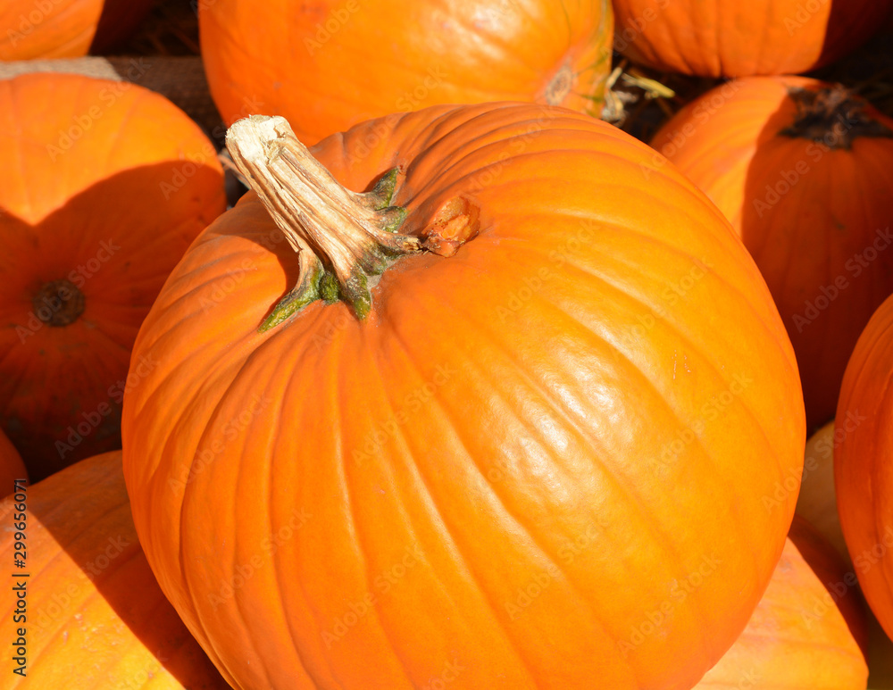 Pumpkin is a gourd-like squash of the family Cucurbitaceae It commonly ...