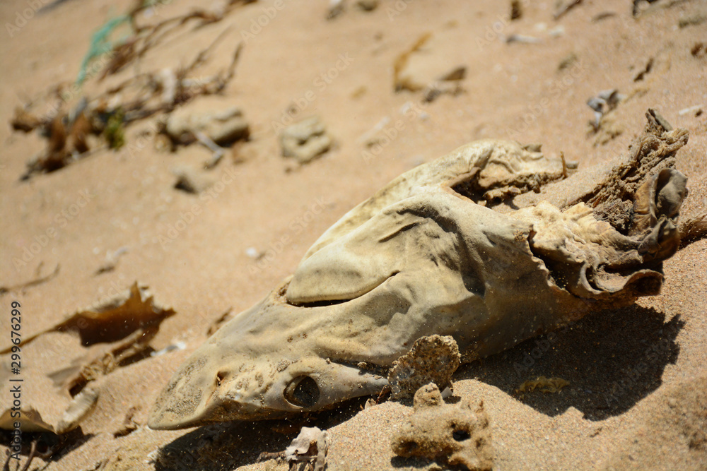 Pieces of dead fish and shark head fossil on the beach. Fish die on dry ...