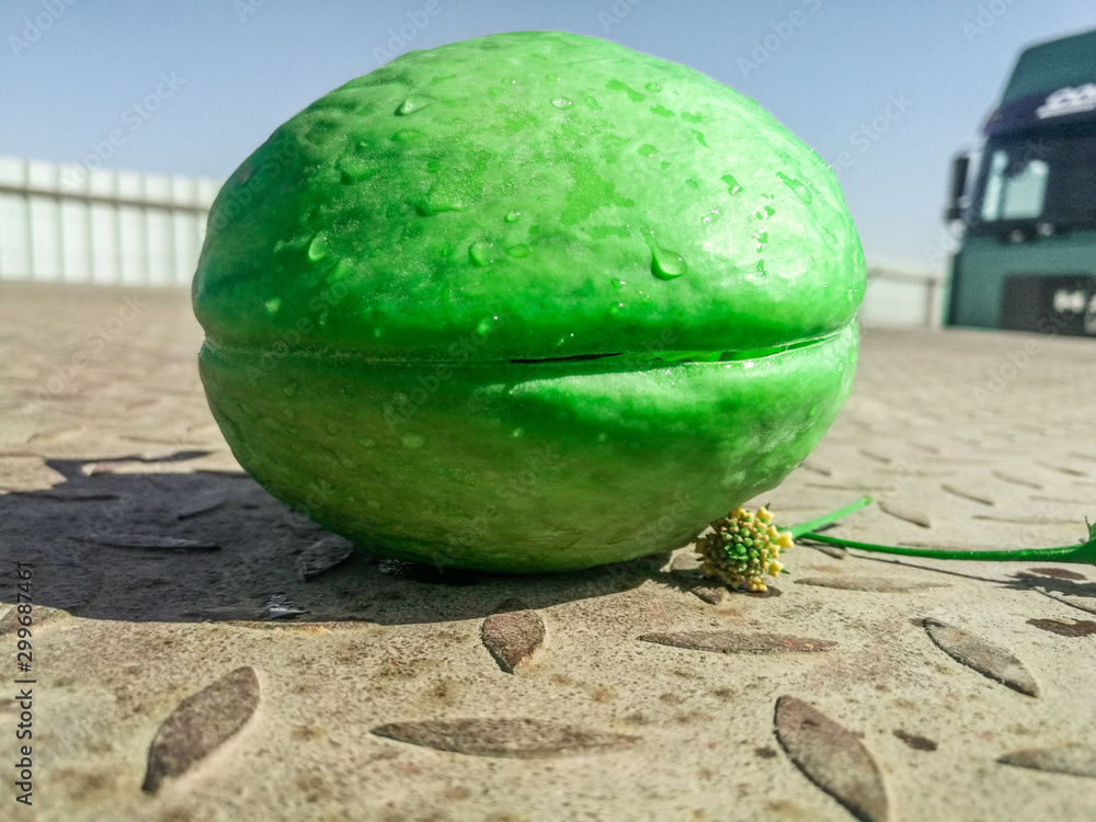 closeup of a giant milkweed seeds pod kept on an old and rusty floor ...