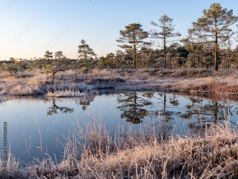 beautiful landscape with swamps and lakes early in the morning, land ...