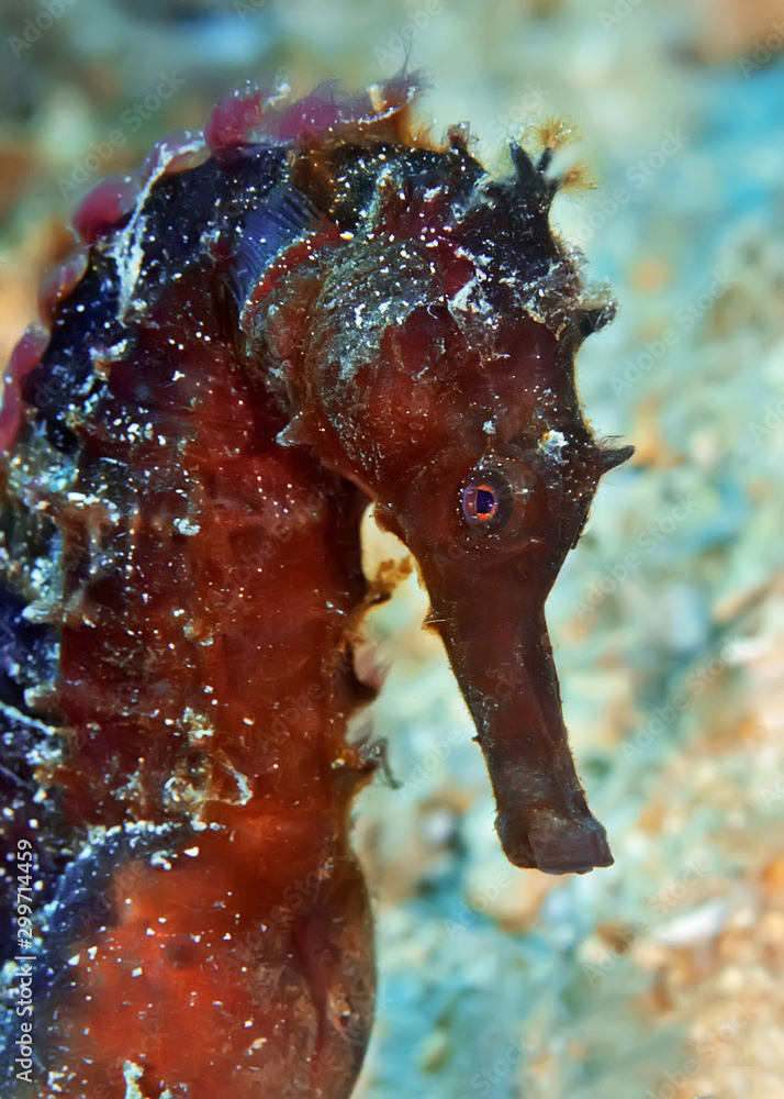 Estuary seahorse close up. Underwater photography, Philippines. Stock ...
