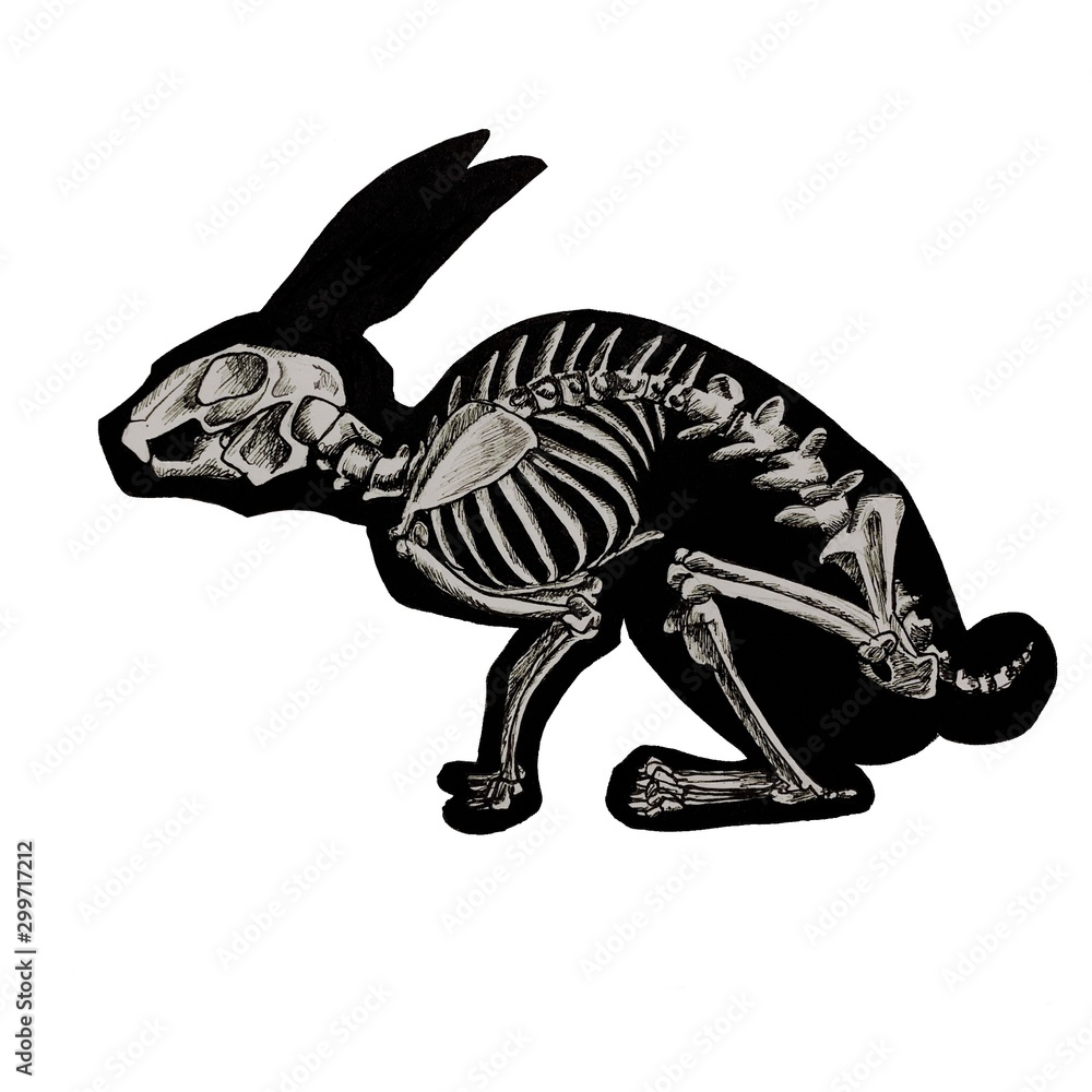 stylized black and white illustration of a rabbit skeleton Stock ...