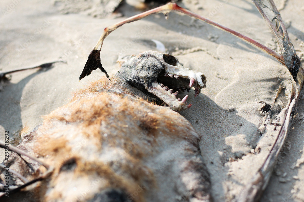 Dead bat on beach, birds killed by plastic, climate change has brought ...