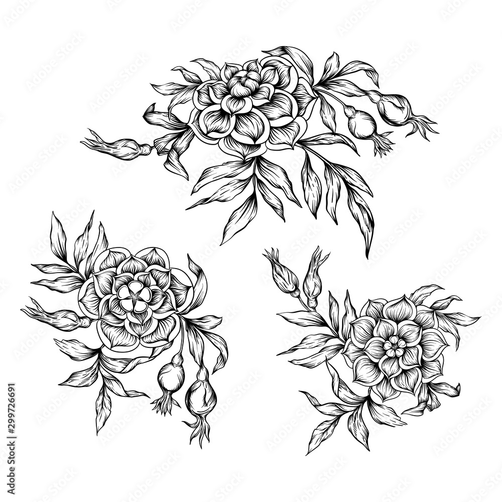 Roses Element for design. Graphic drawing, engraving style. Vector ...