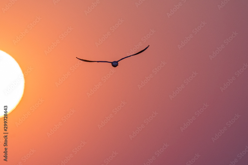 Seagull With Setting Sun