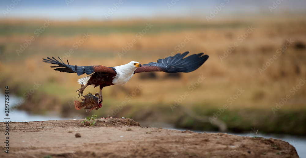 Animal action photo. African fish eagle with tilapia fish in claws ...