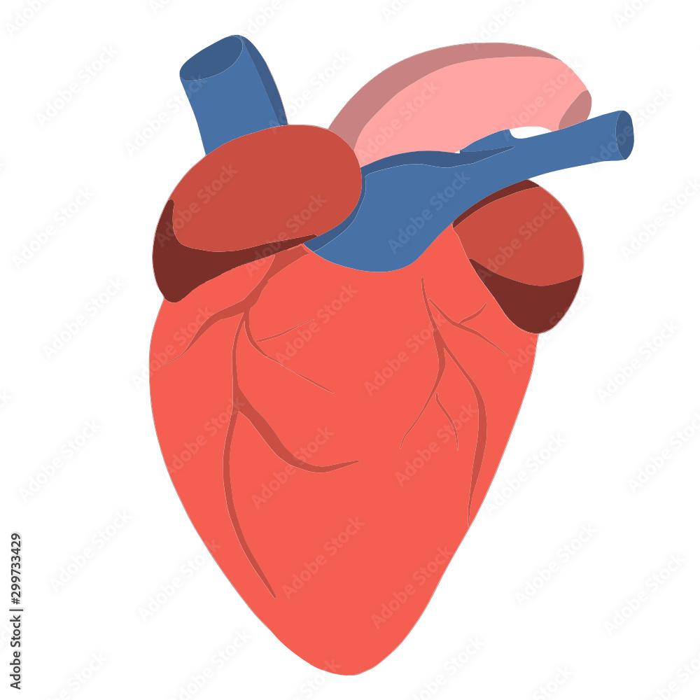 The anatomical heart is isolated. A muscular organ in humans and ...
