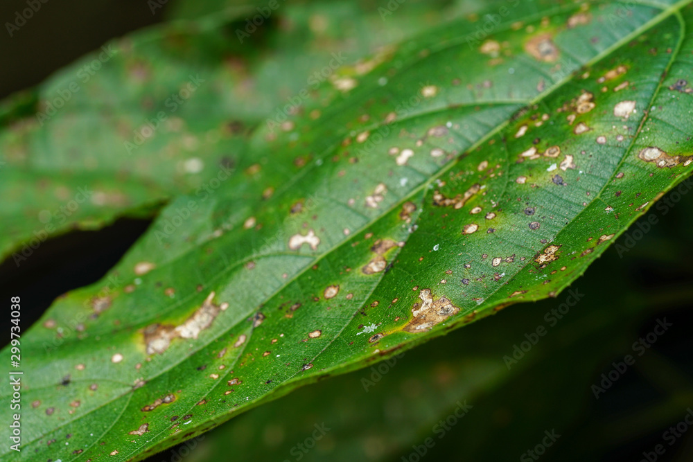 Symptoms of rust leaf disease caused by rust Puccinia Stock Photo ...