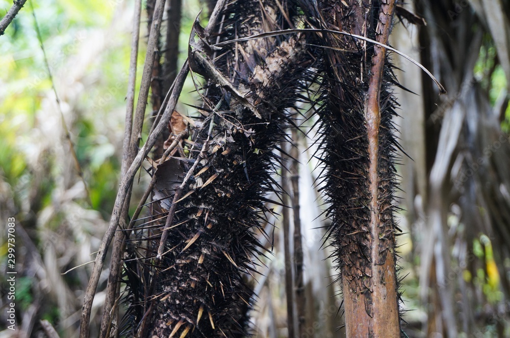 Rattan palm tree texture. Rattan cane texture Stock Photo | Adobe Stock