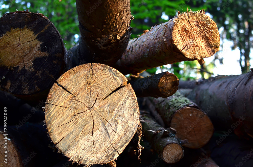 Stack of cut pine tree logs in a forest. Wood logs, timber logging ...