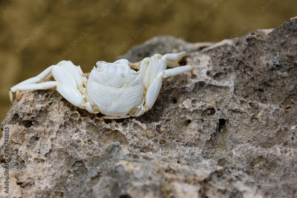 Crab Skeleton