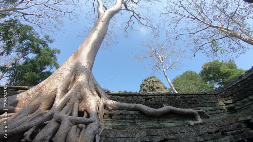4K, Ta Prohm temple with strangler fig. Unrestored and still covered ...