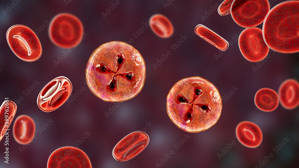 Babesia parasites inside red blood cell, the causative agent of ...