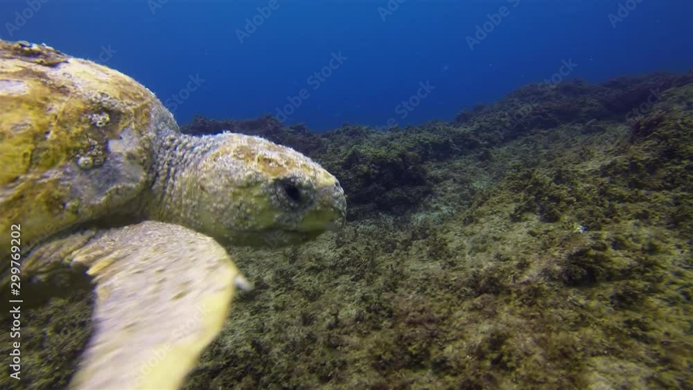 Old Sea Turtle Close Up. Green Turtle.Cute Beautiful Marine Turtle ...