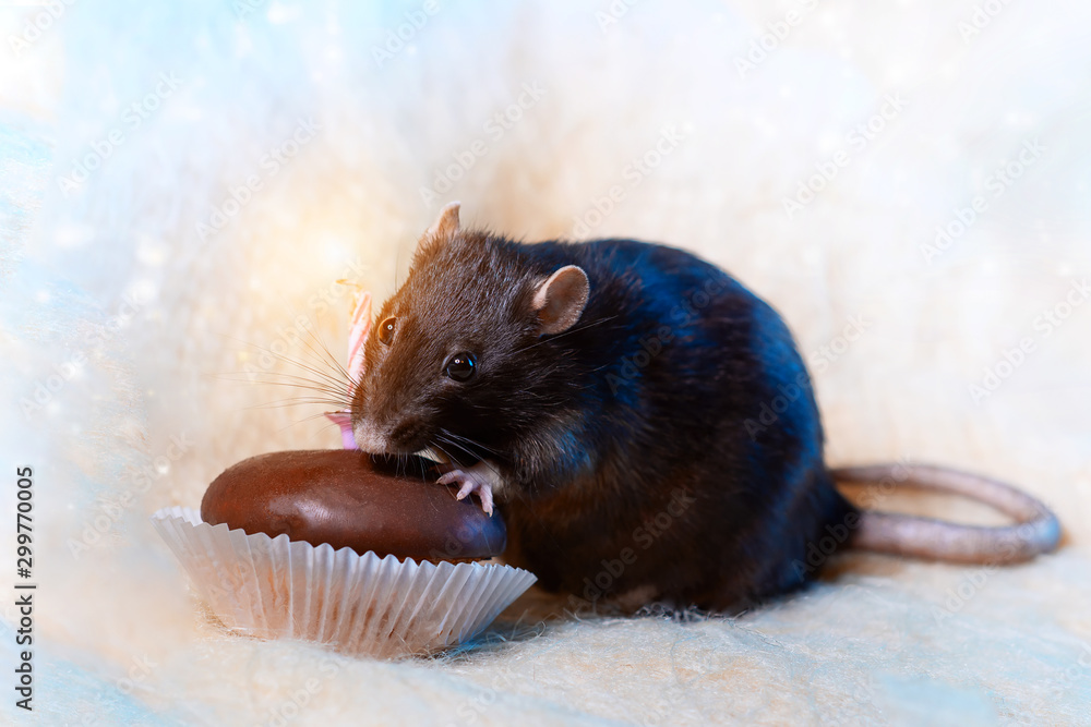 Rat Eating Cake