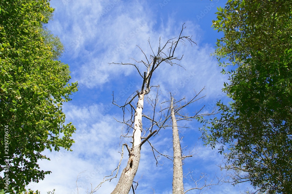 Diseased tree outdoors. view from below, under dead leafless tree ...