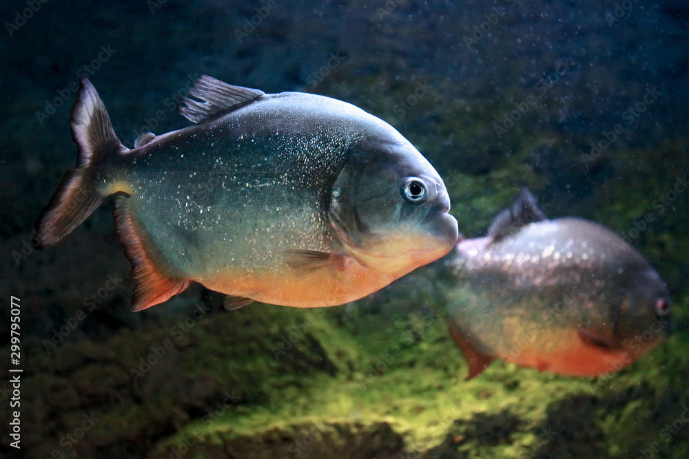 Red-bellied piranha Pygocentrus nattereri or Red piranha Stock Photo ...