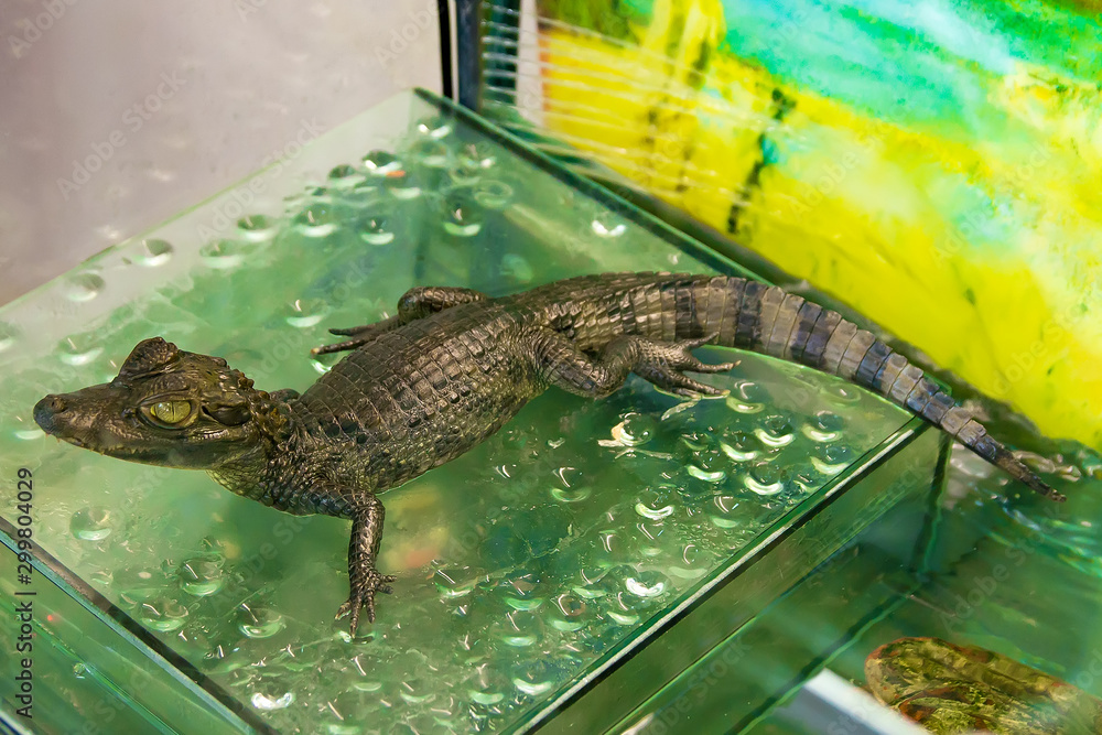 Dwarf Caiman Cage