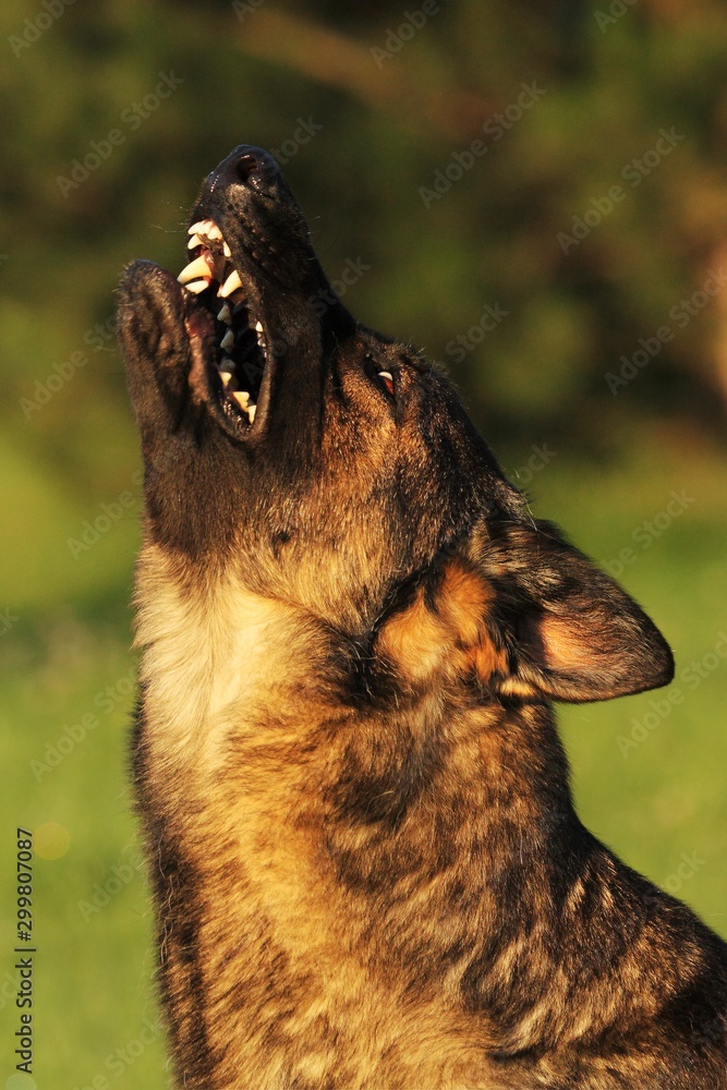 Do German Shepherd Dog Howl