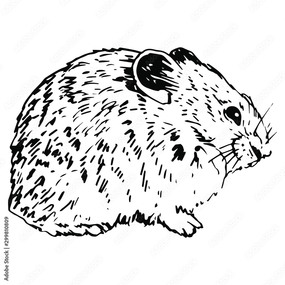 Isolated vector illustration. American pika. (Ochotona princeps). Hand ...