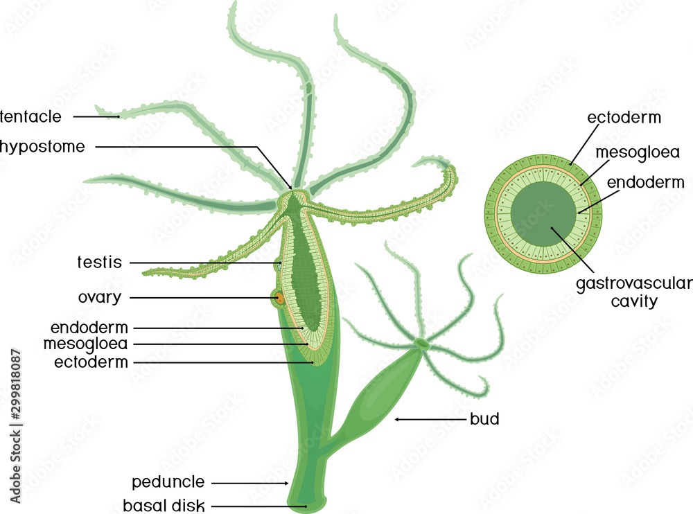 Structure of Hydra. Cross-section of Hydra Polyp. Educational material ...