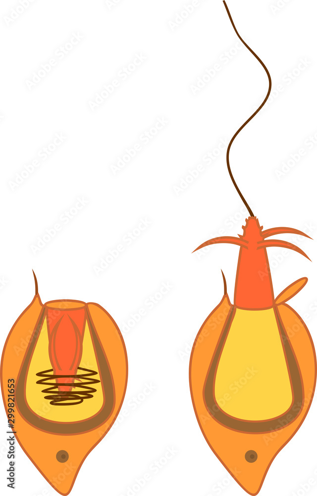 Structure and action of cnidocyte. Educational material for lesson of ...