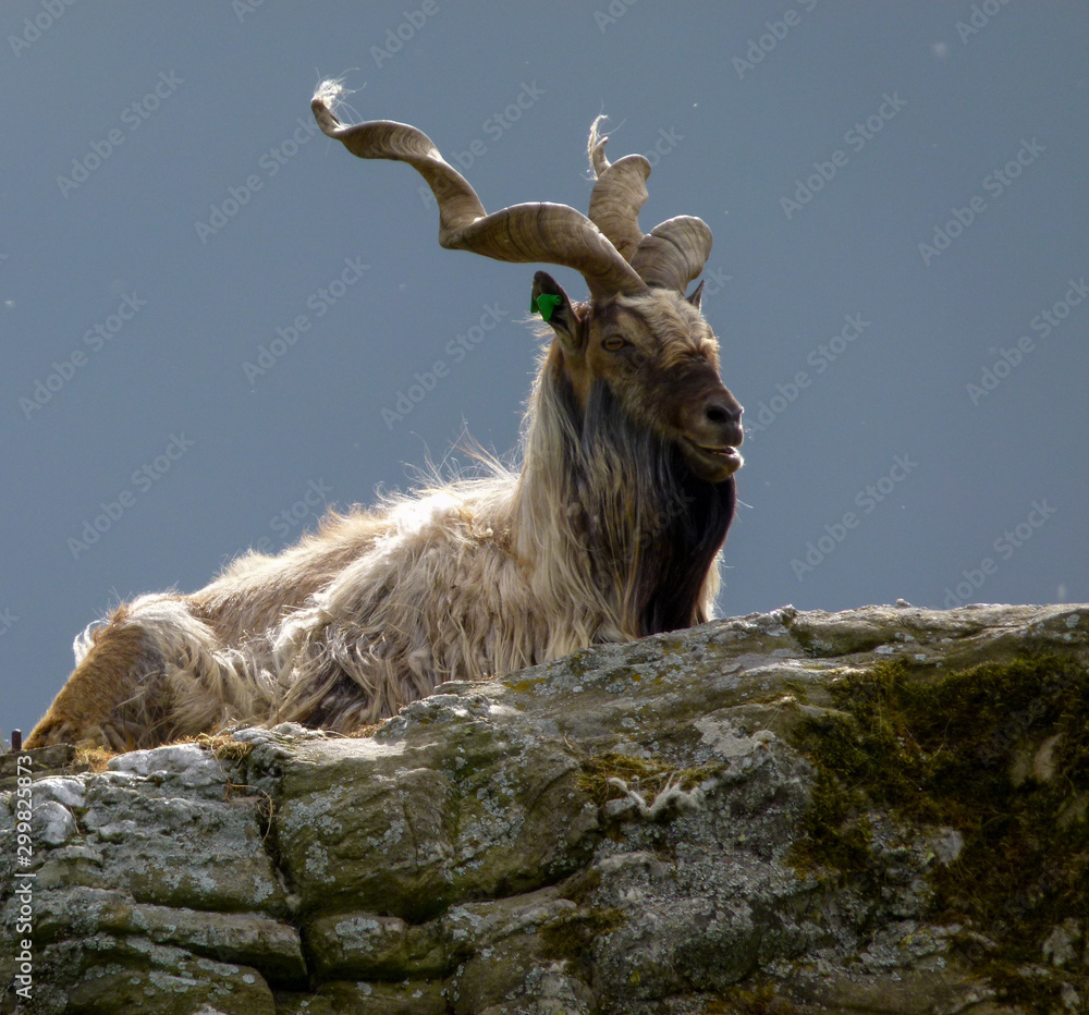 screw horn goat on the rock Stock Photo | Adobe Stock