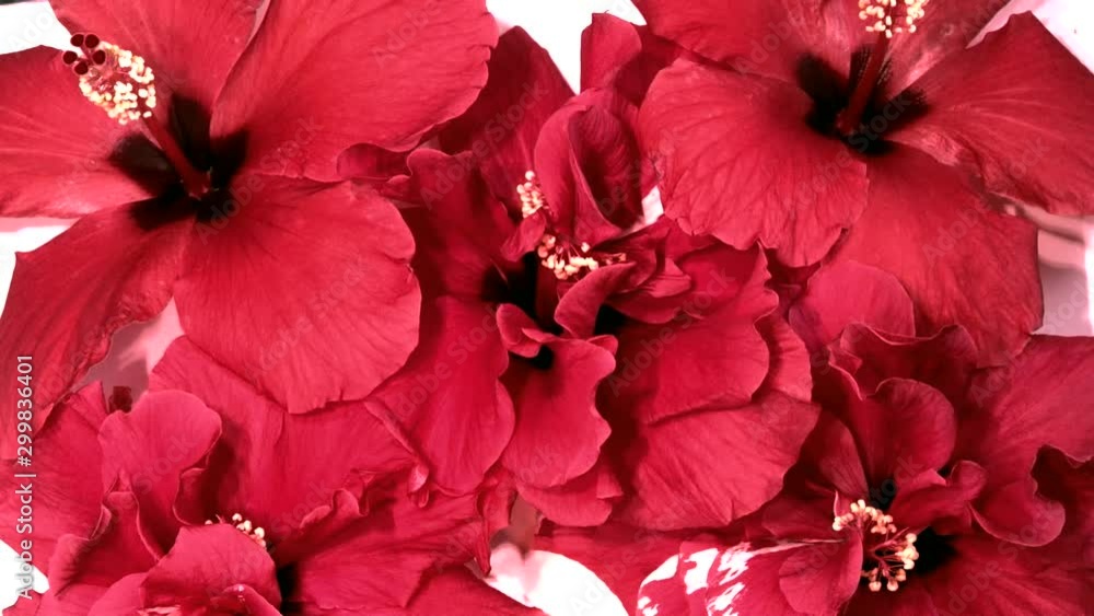 Red flowers. Background of blooming red hibiscus. Red flowers bloom and ...