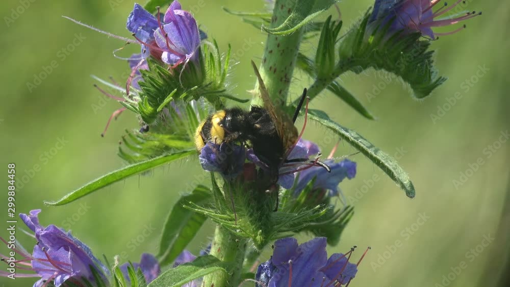 Sphecius speciosus in family Crabronidae, cicada killer or cicada hawk ...