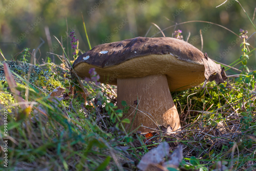 Boletus aereus, Dark cep or Bronze bolete mushroom, highly prized and ...