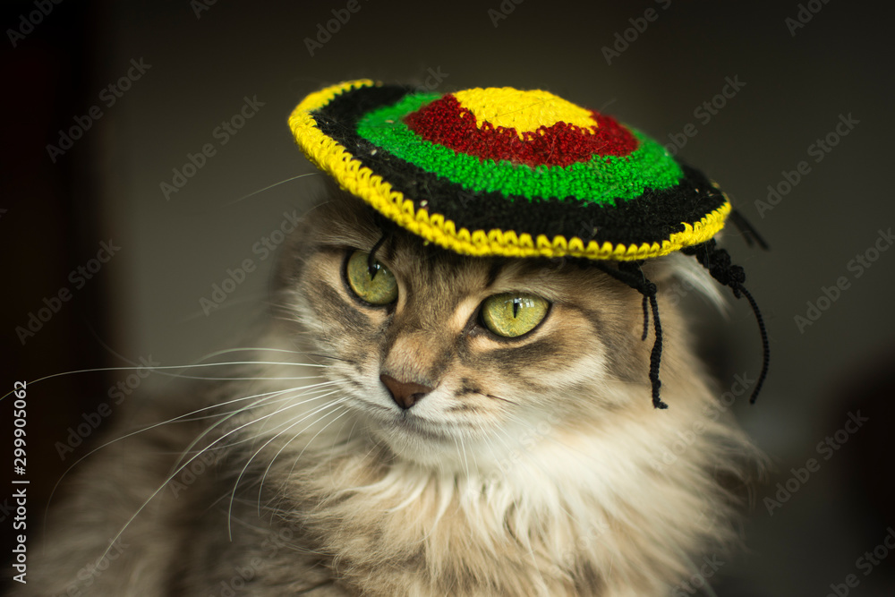 Rasta Cat
