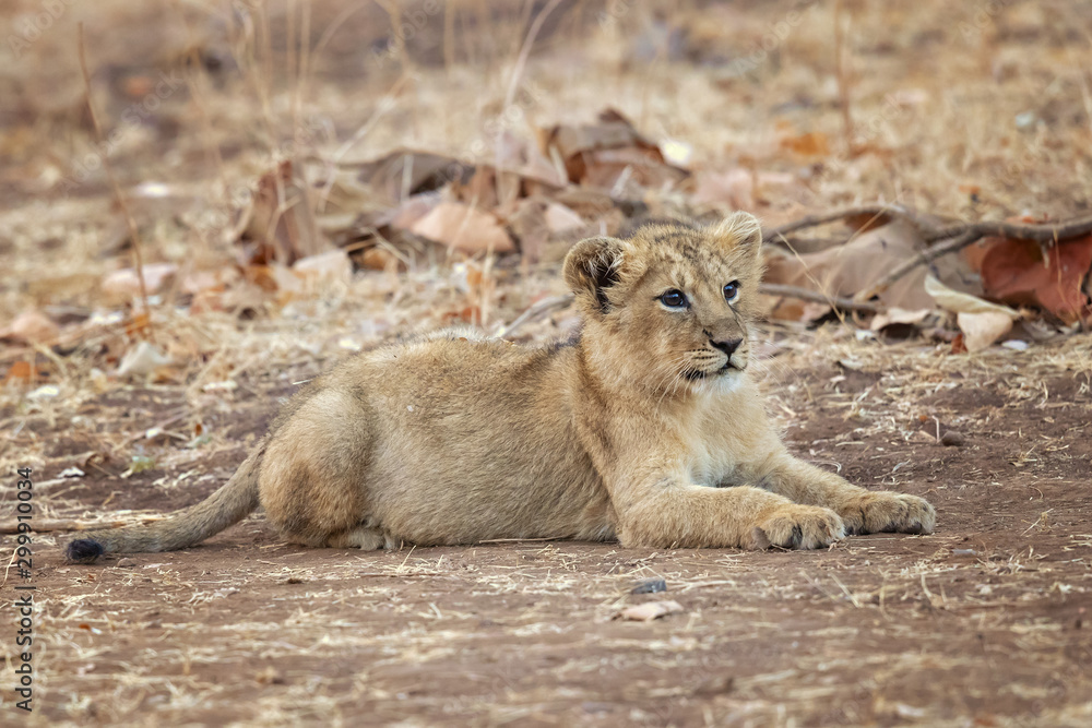 Asiatic lion is a Panthera leo leo population in India. Its range is ...