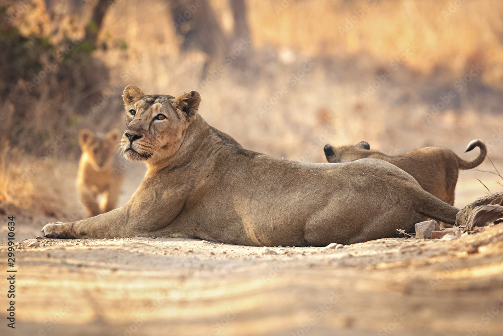 Asiatic lion is a Panthera leo leo population in India. Its range is ...