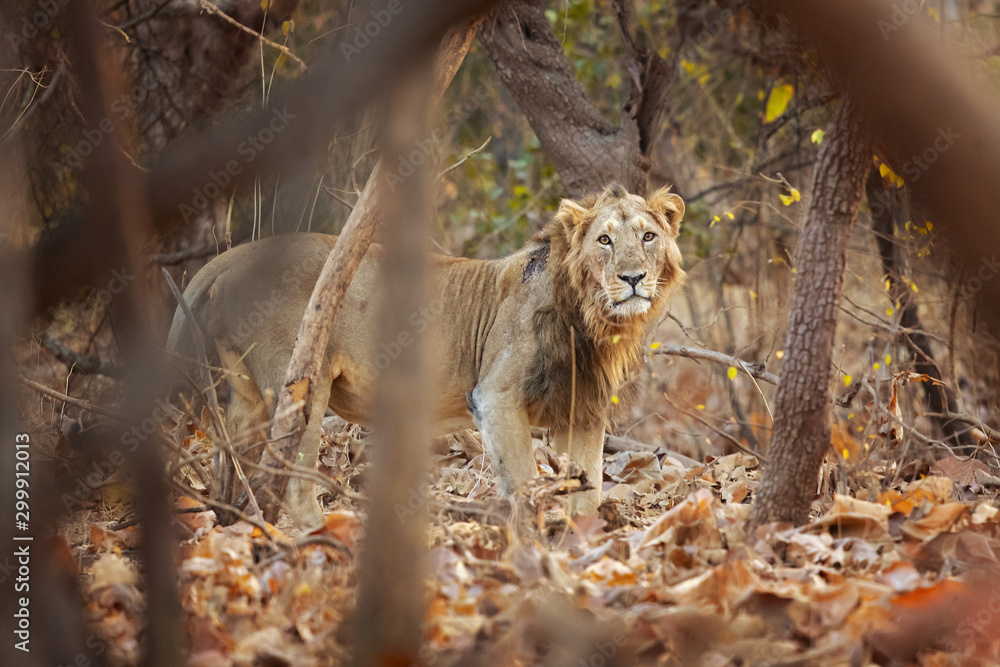 Asiatic lion is a Panthera leo leo population in India. Its range is ...