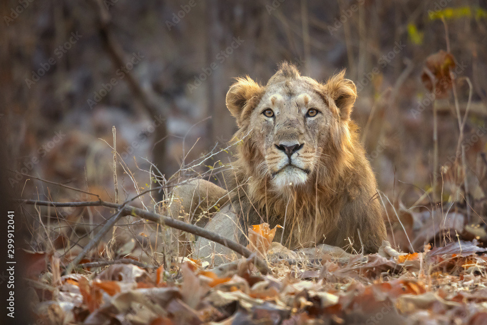 Asiatic lion is a Panthera leo leo population in India. Its range is ...