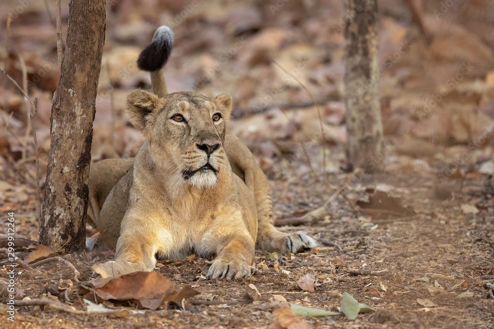 Asiatic lion is a Panthera leo leo population in India. Its range is ...