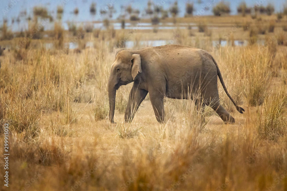 Indian elephant (Elephas maximus indicus) is one of three extant ...
