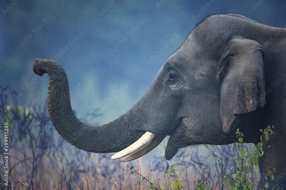 Indian elephant (Elephas maximus indicus) is one of three extant ...