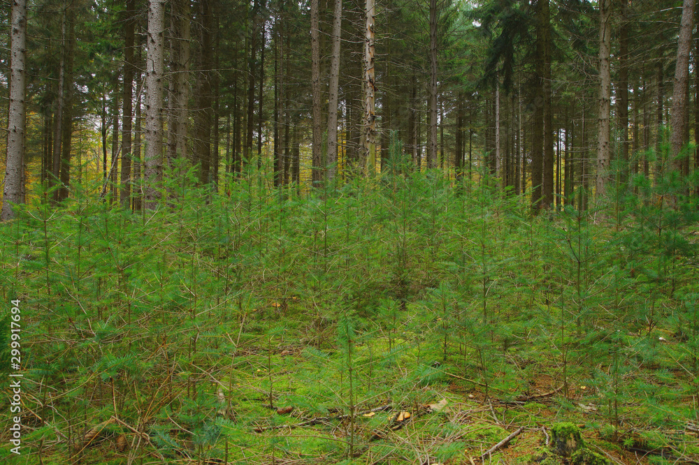 Foto de Forestry and Reforestation for sustainable development through ...