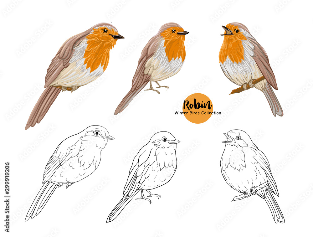 Robin bird - a symbol of Christmas. Set of elements for design Isolated ...