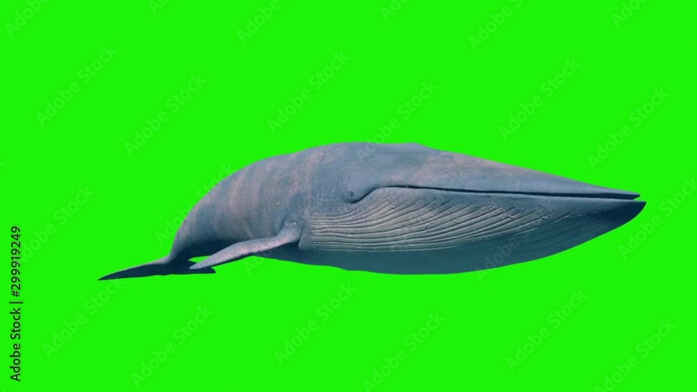 Blue Whale Green Screen Loop Front Ocean Sea 3D Rendering Animation ...