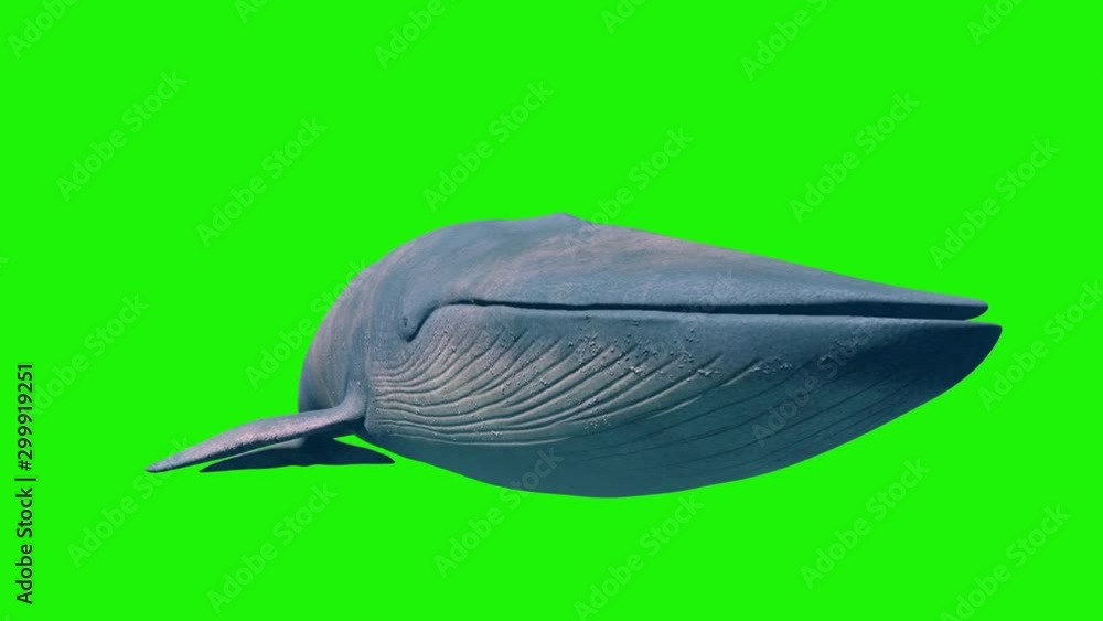 Blue Whale Green Screen Loop Ocean Sea 3D Rendering Animation Stock ...