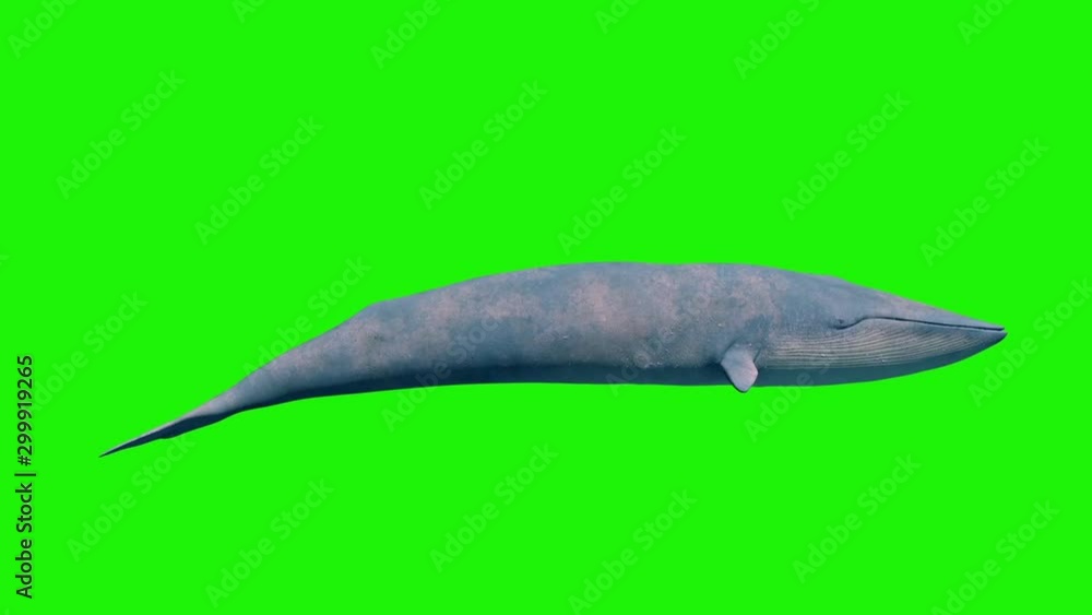 Blue Whale Green Screen Loop Side Ocean Sea 3D Rendering Animation ...