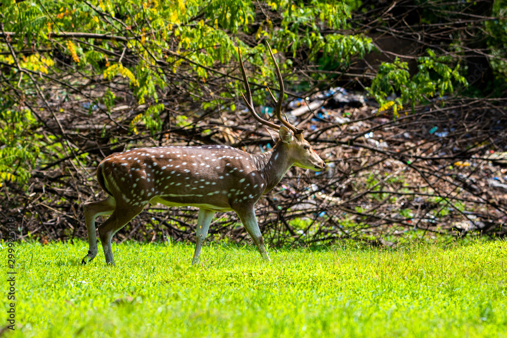 chital deer with Land pollution in the background. Indicates ...