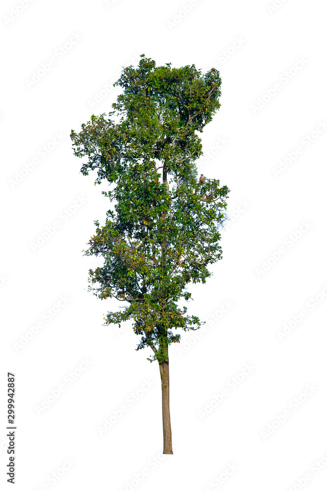 tree on white background, tree object, Isolated trees on white ...